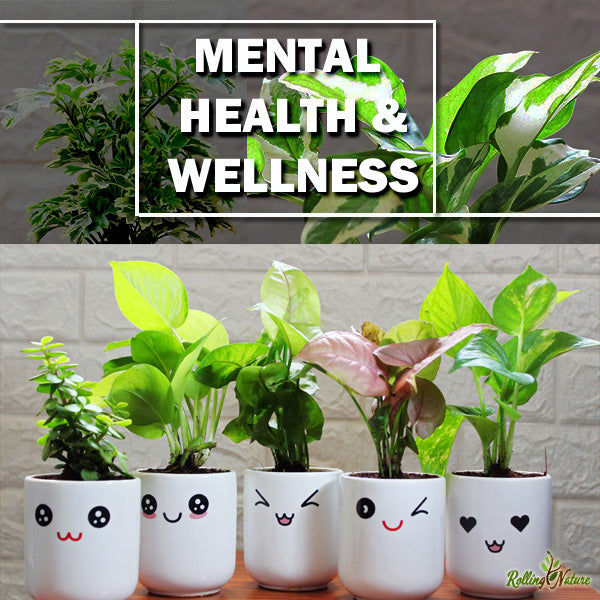 6 Ways How Plants Can Boost Your Mental Health & Wellness – RollingNature