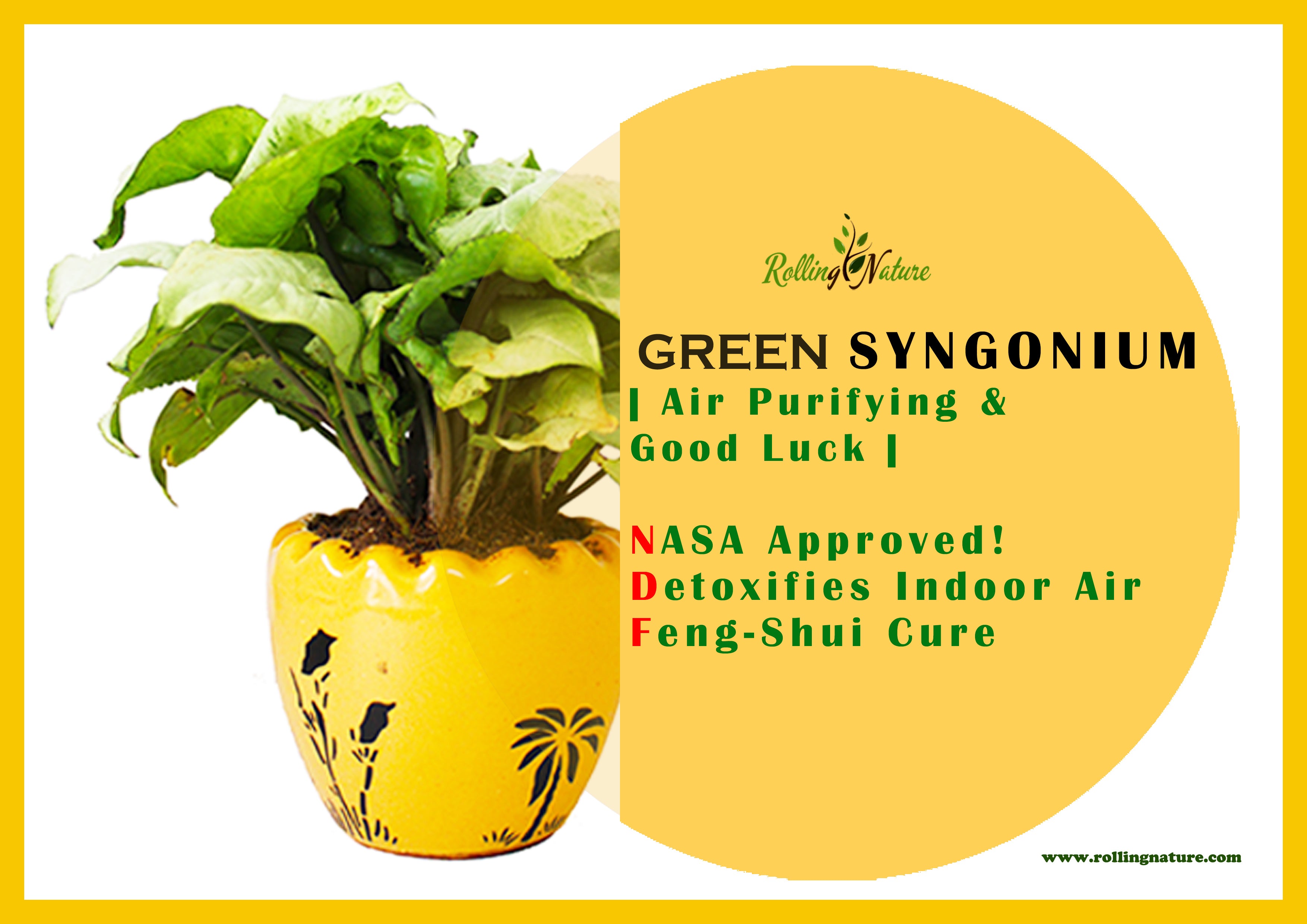 Everything You Need to Know About Green Syngonium Plant – RollingNature